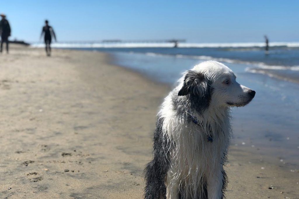 Ocean Beach Dog Beach Info Center | San Diego, CA