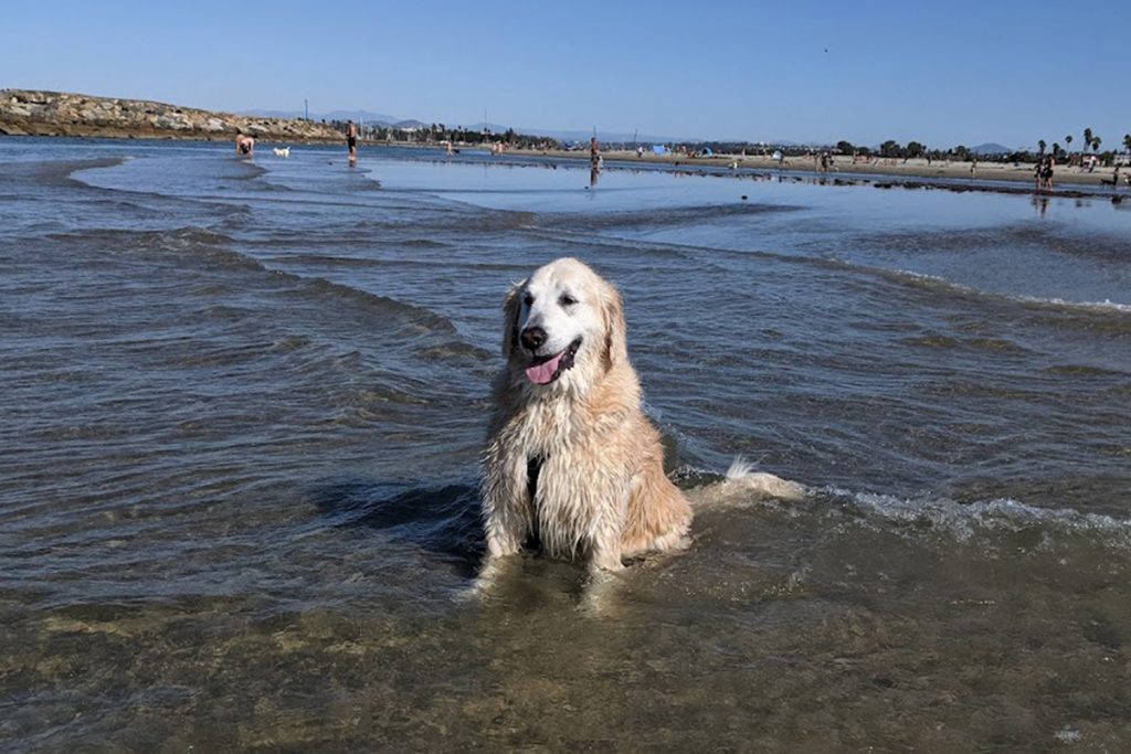 Ocean Beach Dog Beach Info Center | San Diego, CA