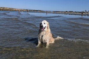 Ocean Beach Dog Beach Info Center | San Diego, CA
